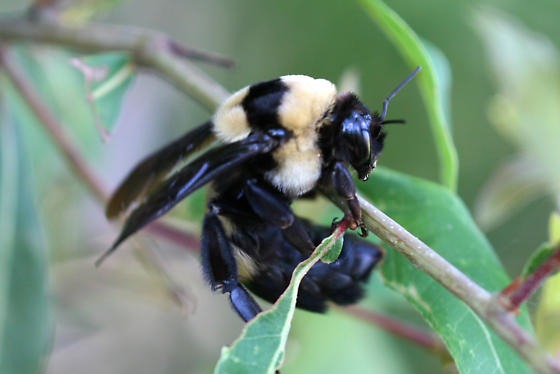 5 Iconic Southeastern Species That Need Your Help - Hannah Cox