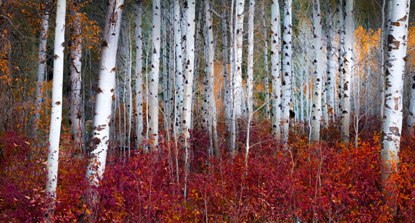 Connor Harrison on John Fowles’ 'The Tree'